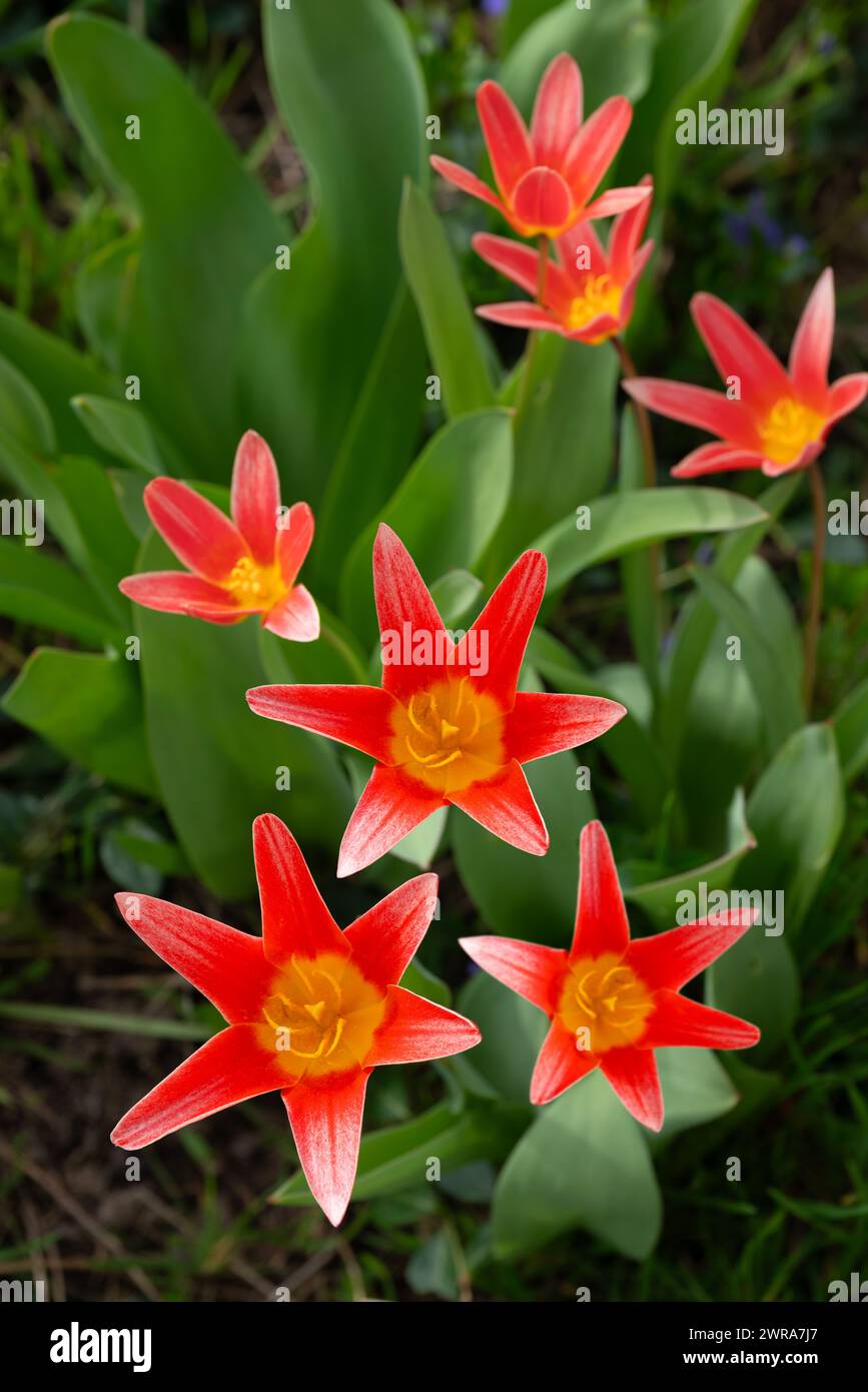 first red Tulips in early spring, water lily tulip, (Tulipa ...