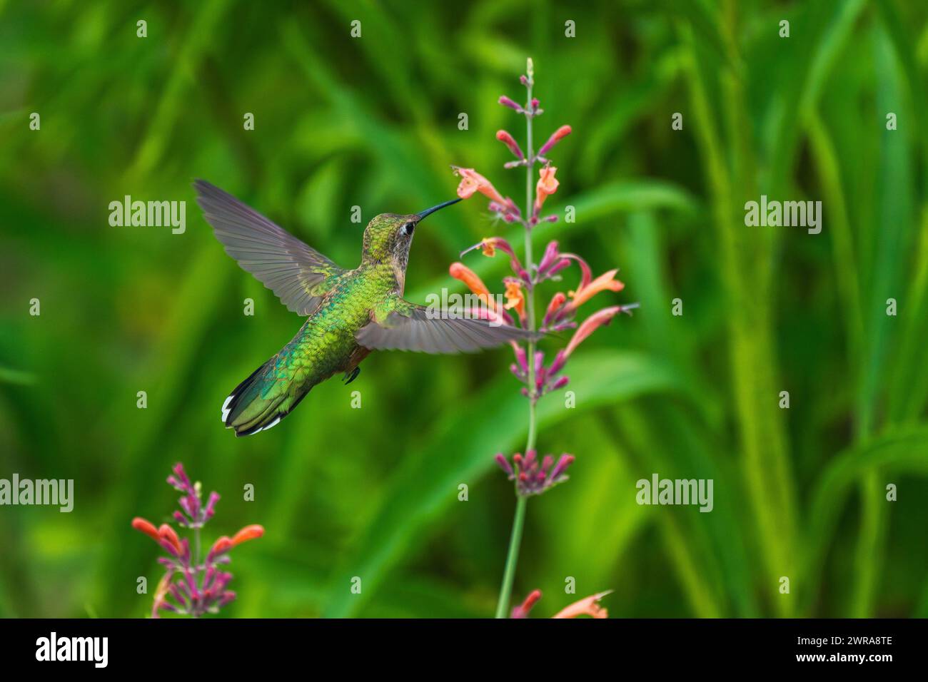 A Broad-tailed Hummingbird female with open wings approaching a ...