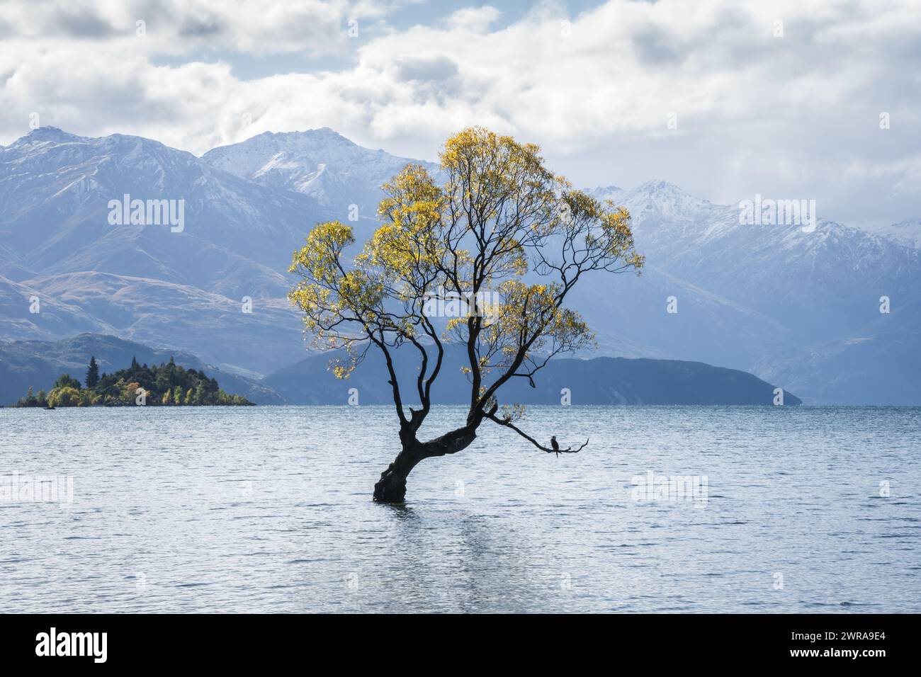 Lonely willow tree in autumn colors in the middle of a lake surrounded ...