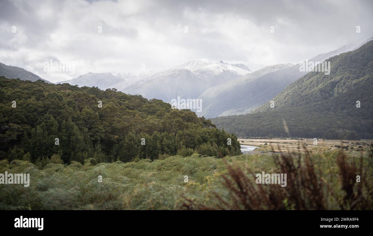 Alpine valley with dense forest and big snowy mountains in backdrop ...