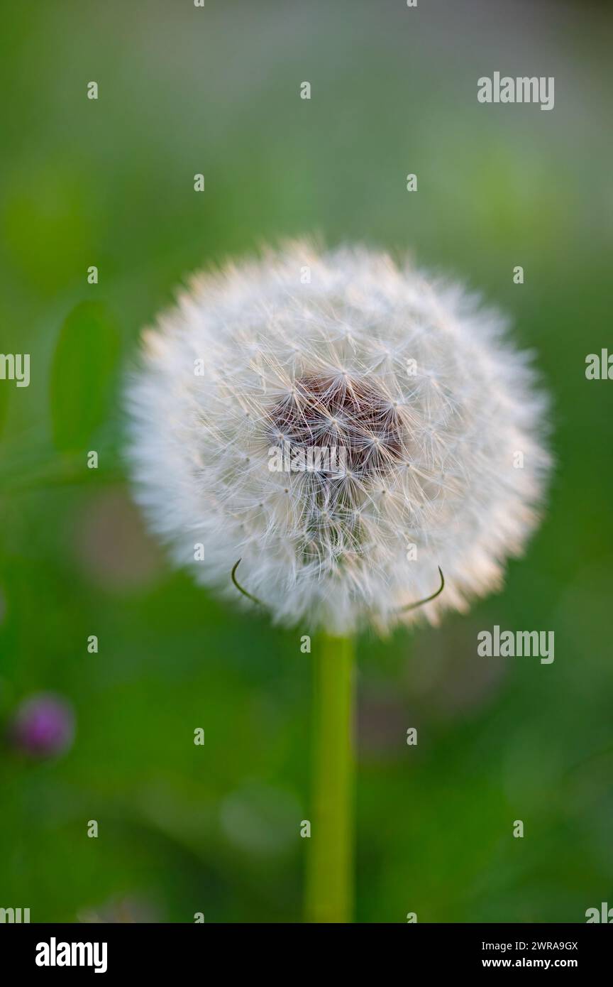 Common dandelion Taraxacum officinale faded flowers looks like snow ...