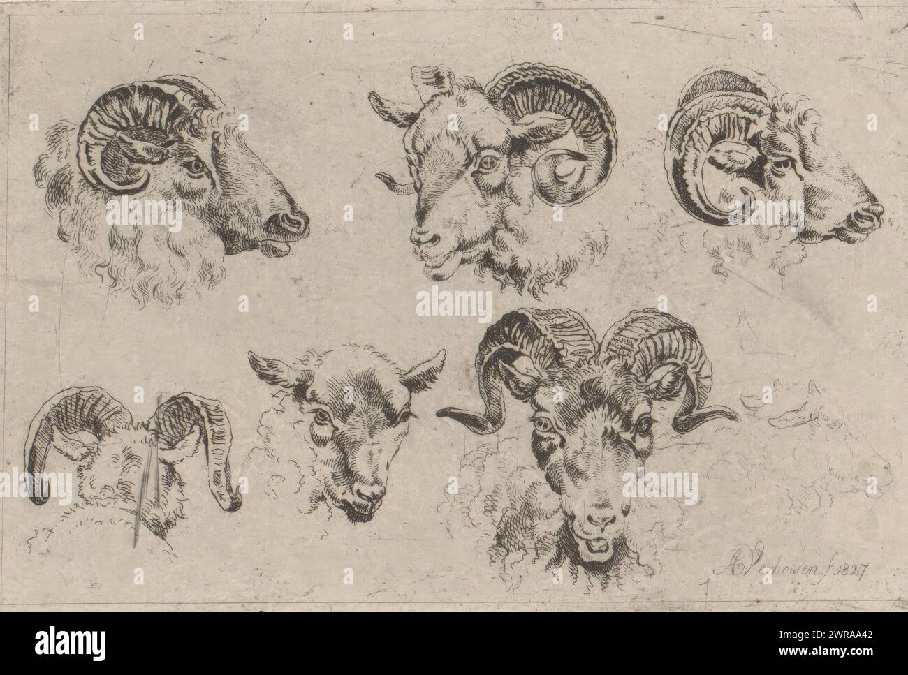Five rams heads hi-res stock photography and images - Alamy