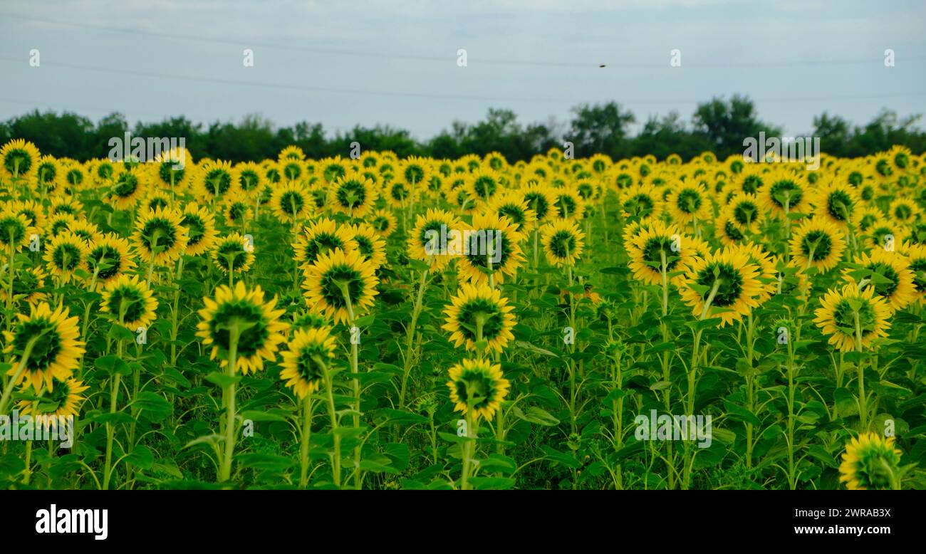 Sunflowers Field Back Side Panoramic Photo. Farming and Countryside ...