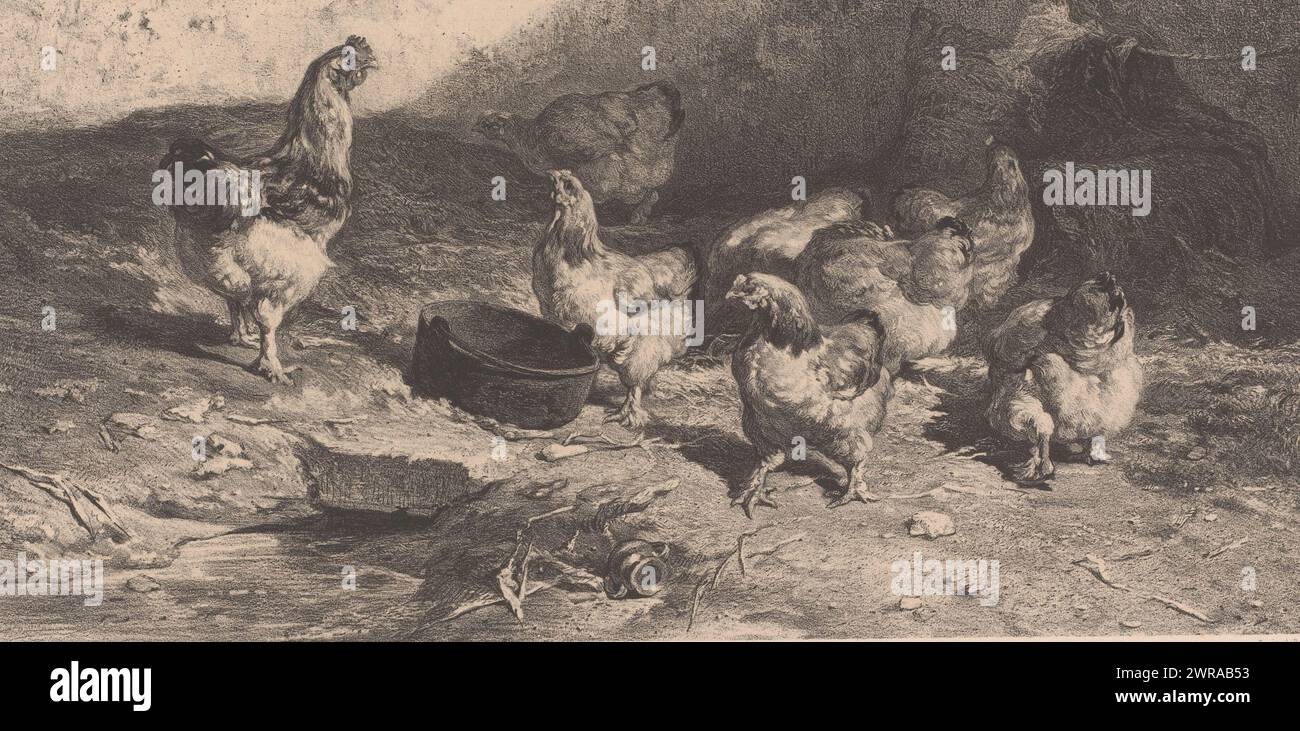 Poules cochinchinoises hi-res stock photography and images - Alamy