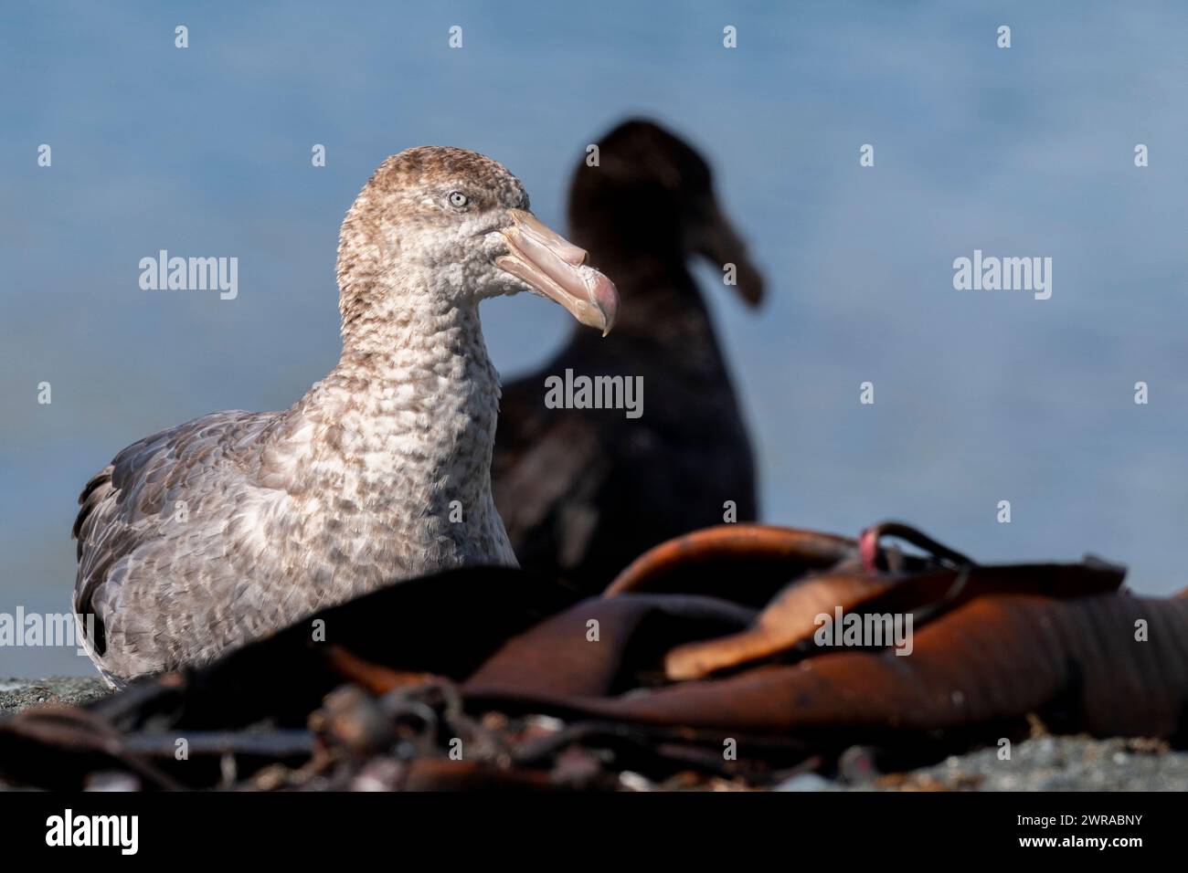 Australia, Tasmania, Macquarie Island, Sandy Bay (UNESCO) Northern ...