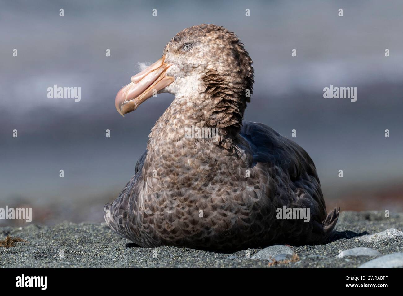 Australia, Tasmania, Macquarie Island, Sandy Bay (UNESCO) Northern ...