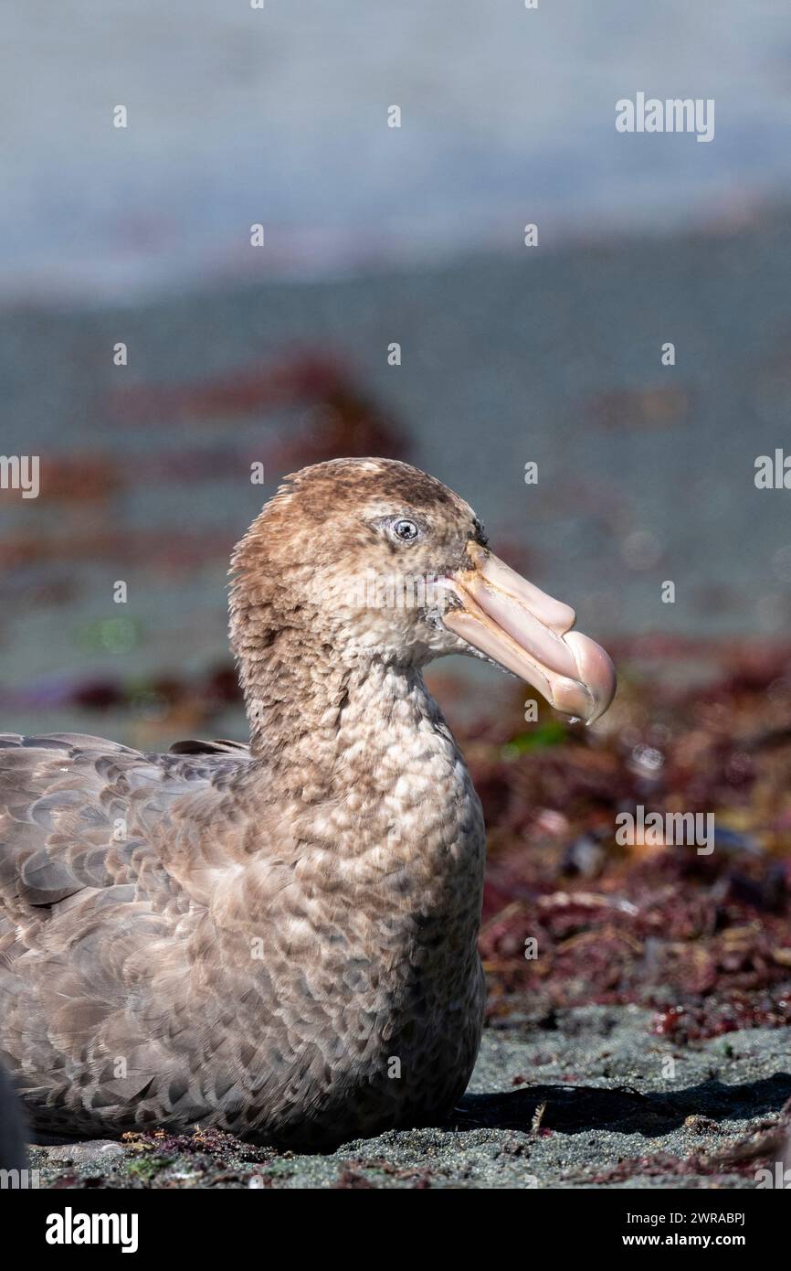 Australia, Tasmania, Macquarie Island, Sandy Bay (UNESCO) Northern ...