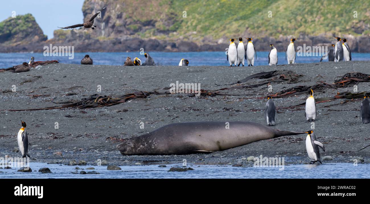 Australia, Tasmania, Macquarie Island, Sandy Bay (UNESCO) Southern ...