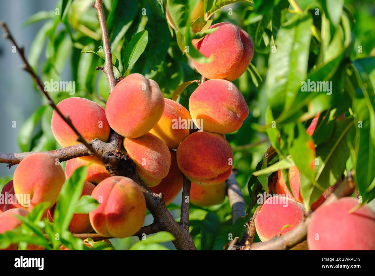 Peaches growing on a tree. Fresh peach tree download Stock Photo - Alamy