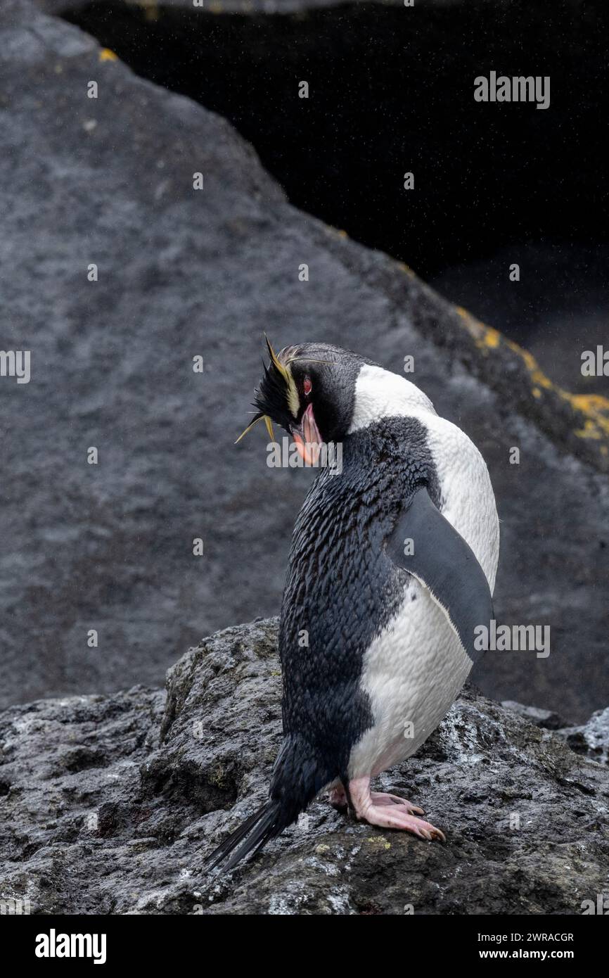 New Zealand, Subantarctic Islands, Auckland Island, Musgrave Inlet ...