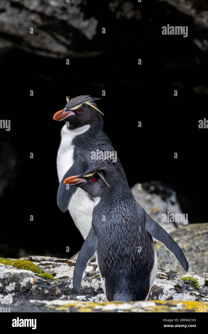 Motu maha hi-res stock photography and images - Alamy