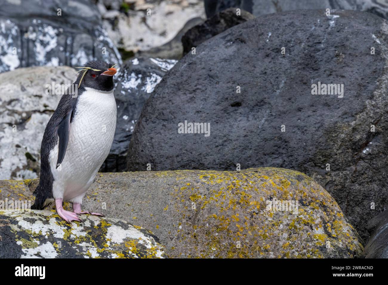 New Zealand, Subantarctic Islands, Auckland Island, Musgrave Inlet ...