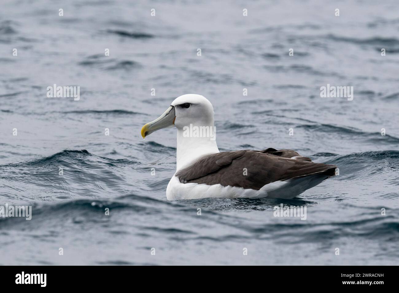 Motu maha hi-res stock photography and images - Alamy