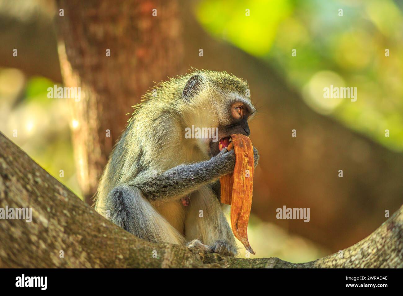 Female Vervet Monkey relaxing eating banana. Chlorocebus pygerythrus ...