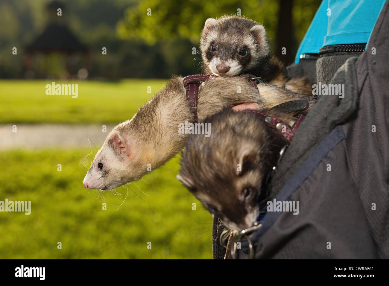 Ferrets playing hi-res stock photography and images - Alamy