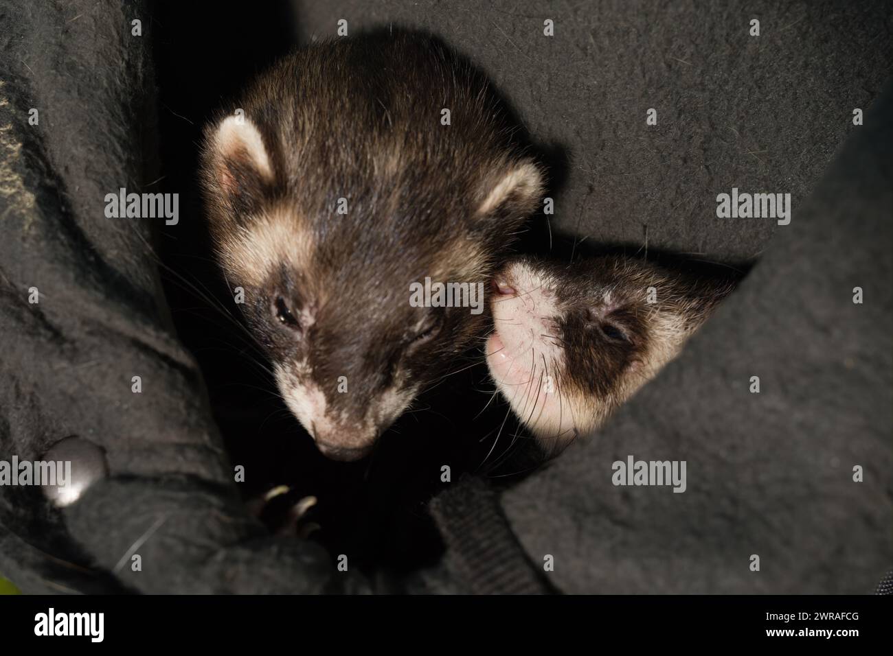 Detail of ferrets enjoying pouch when walk in summer park Stock Photo ...