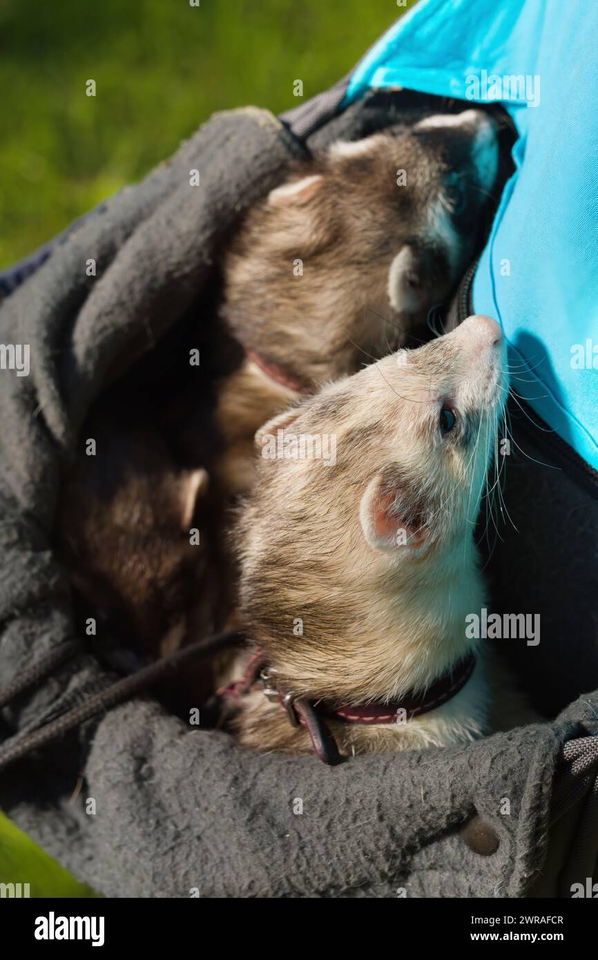 Detail of ferrets enjoying pouch when walk in summer park Stock Photo ...