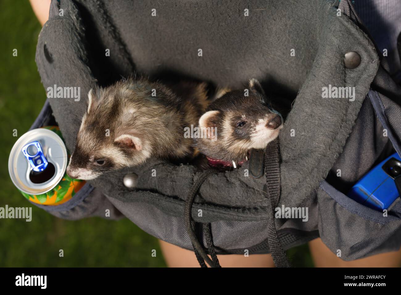Detail of ferrets enjoying pouch when walk in summer park Stock Photo ...
