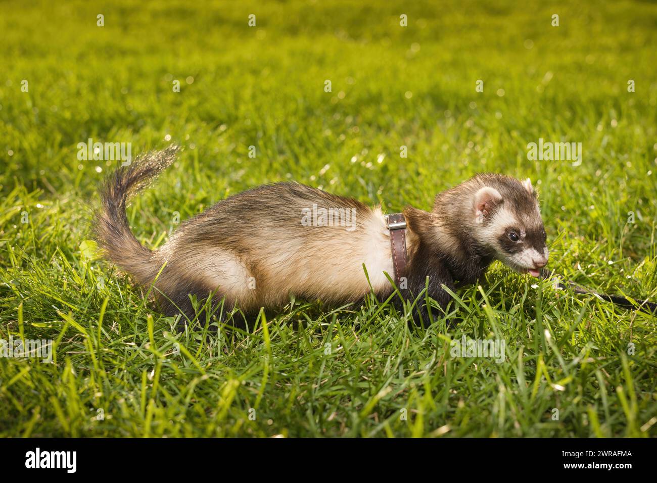 Ferret female walking in green grass in summer city par Stock Photo - Alamy