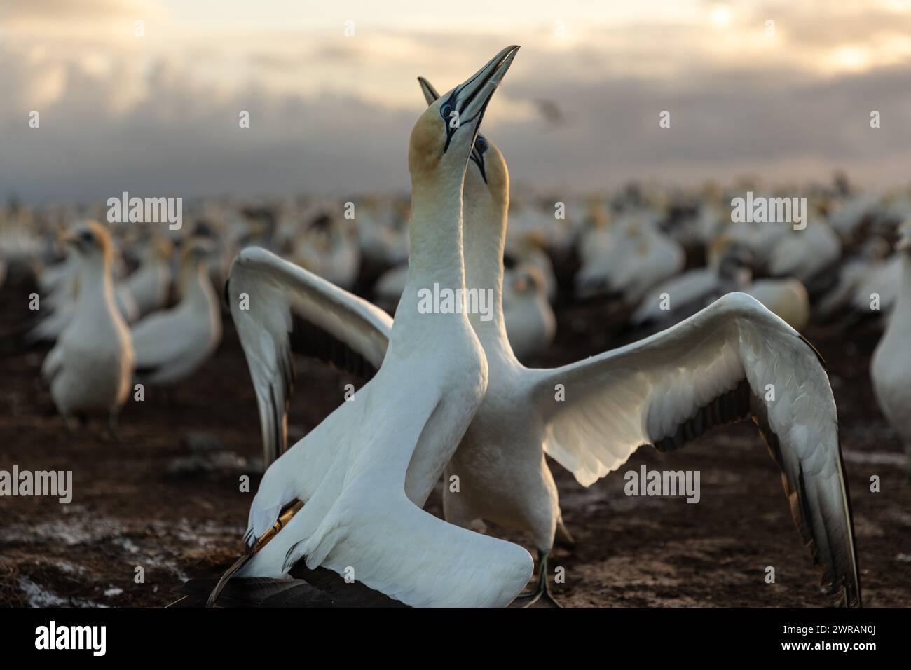 Paired gannets rubbing their beaks and necks together, preening and ...