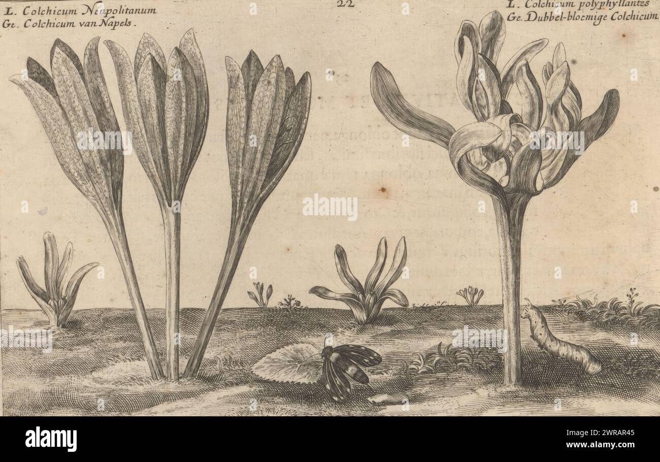 Colchicum polyphyllantes hi-res stock photography and images - Alamy