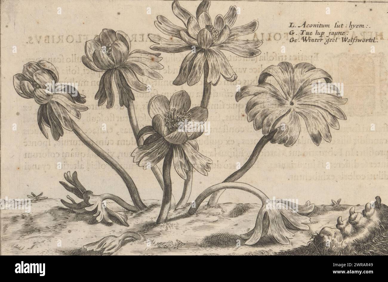 Hortus floridus hyemalis hi-res stock photography and images - Alamy