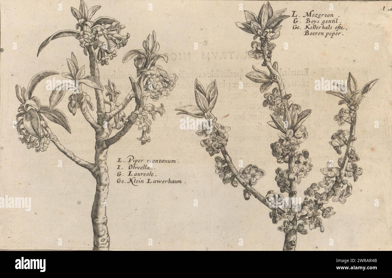 Piper montanum and red pepper tree (Daphne mezereum), Piper montanum ...
