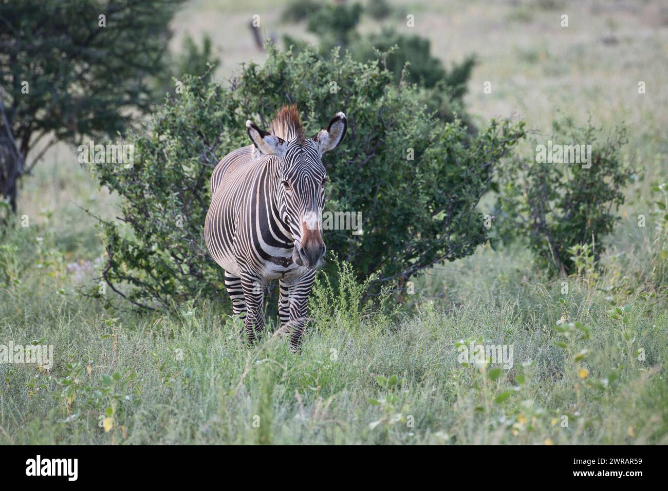 Zebra male hi-res stock photography and images - Alamy