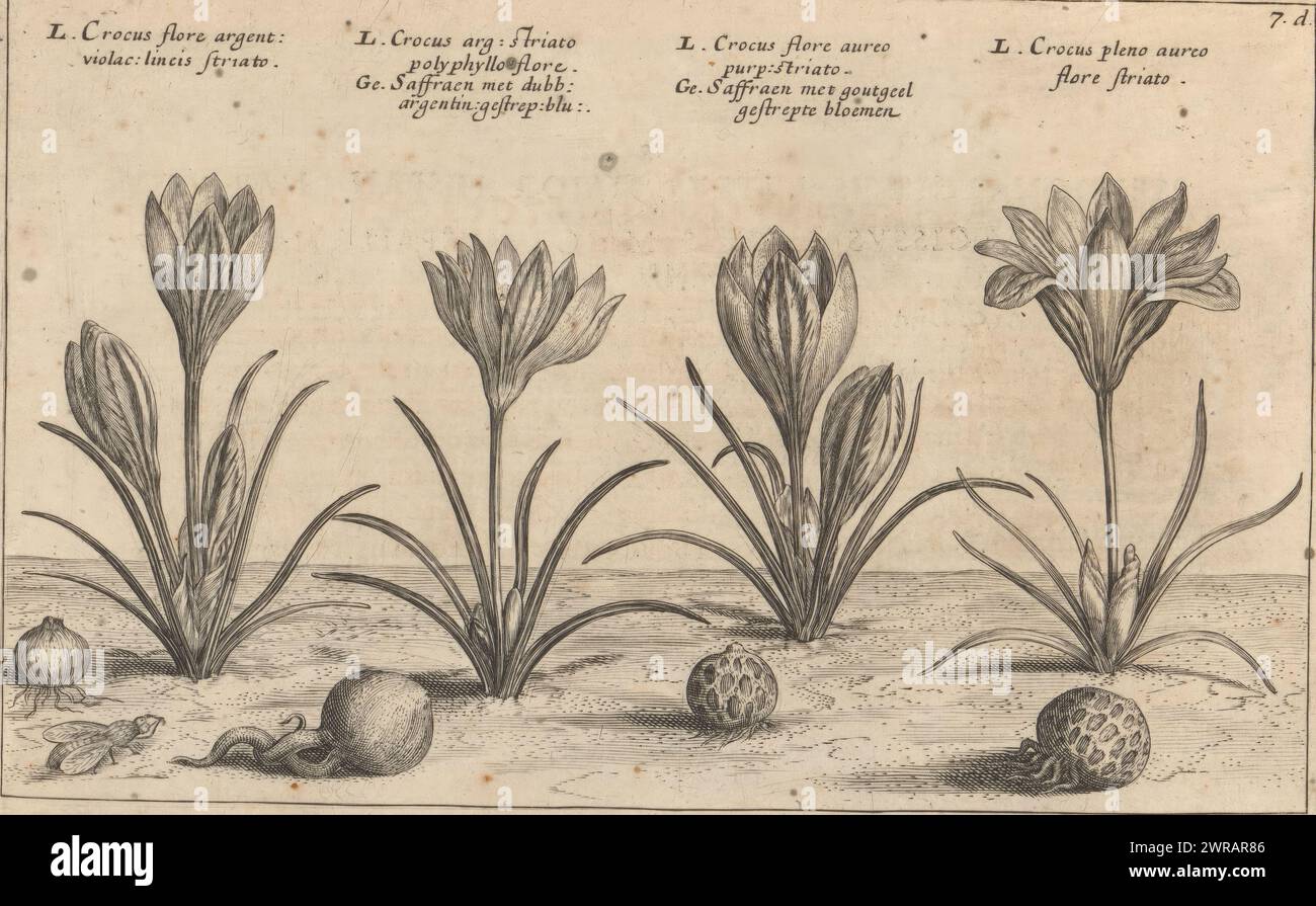 Four crocus species hi-res stock photography and images - Alamy