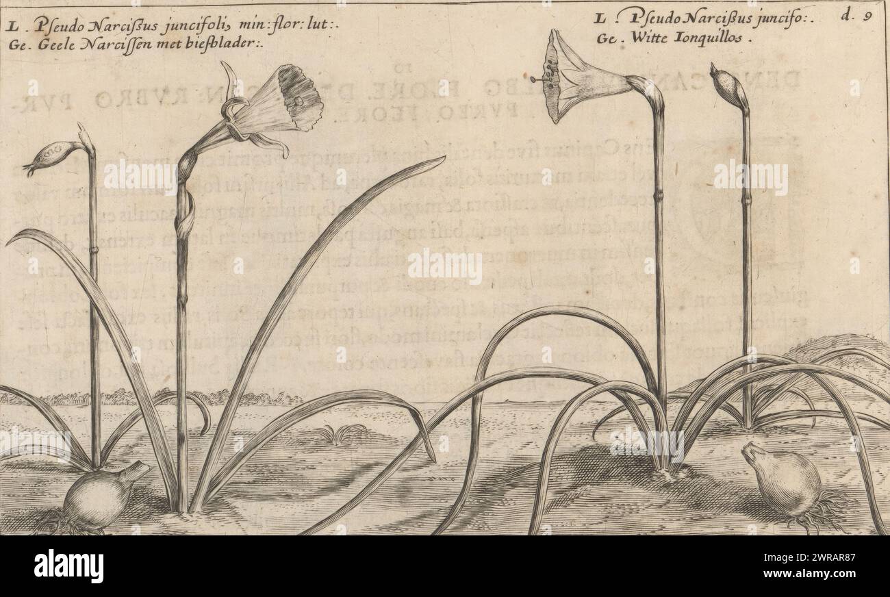 Flor de pseudo hi-res stock photography and images - Alamy