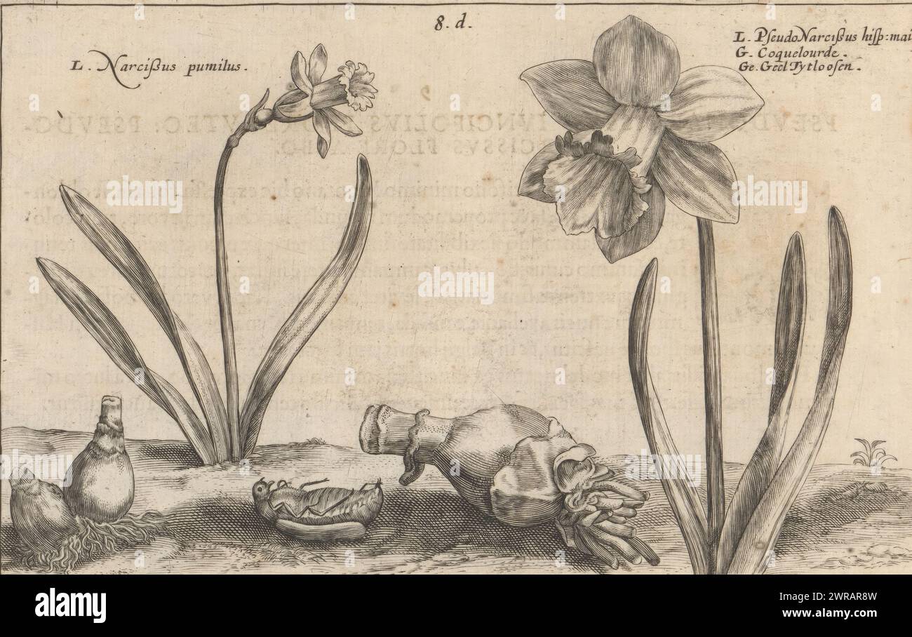 Hortus floridus hyemalis hi-res stock photography and images - Alamy