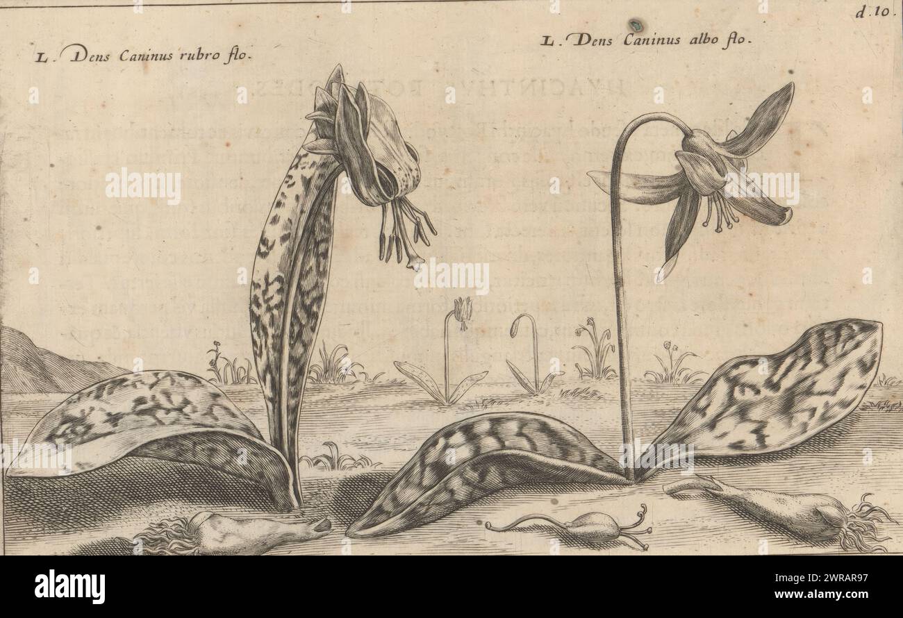 Hortus floridus hyemalis hi-res stock photography and images - Alamy