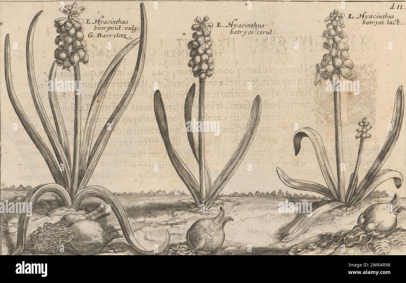 Hyacinthus botryoid vulg hi-res stock photography and images - Alamy