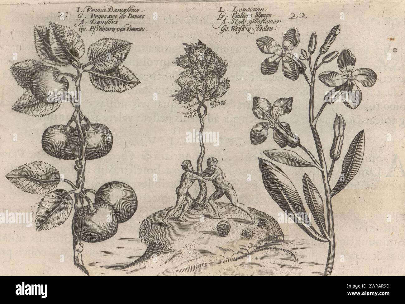 Damasons hi-res stock photography and images - Alamy