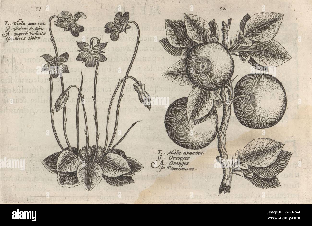 Violette de mars hi-res stock photography and images - Alamy