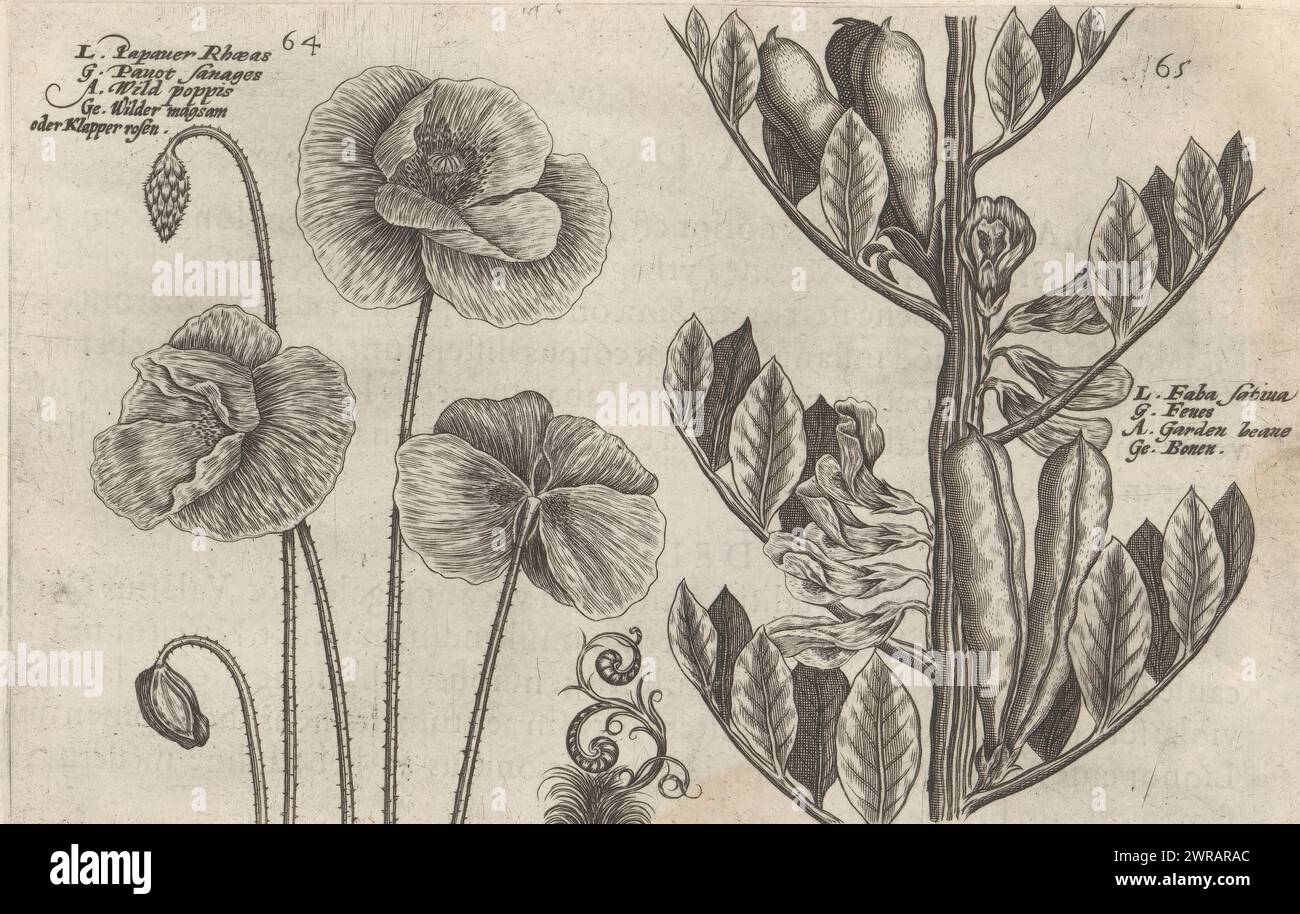 Wilder magsam oder klapper rosen hi-res stock photography and images ...