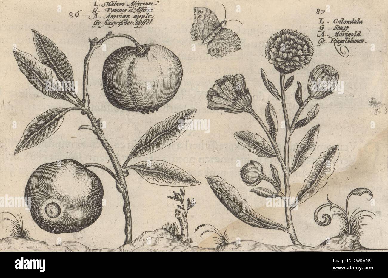 Apffel hi-res stock photography and images - Alamy