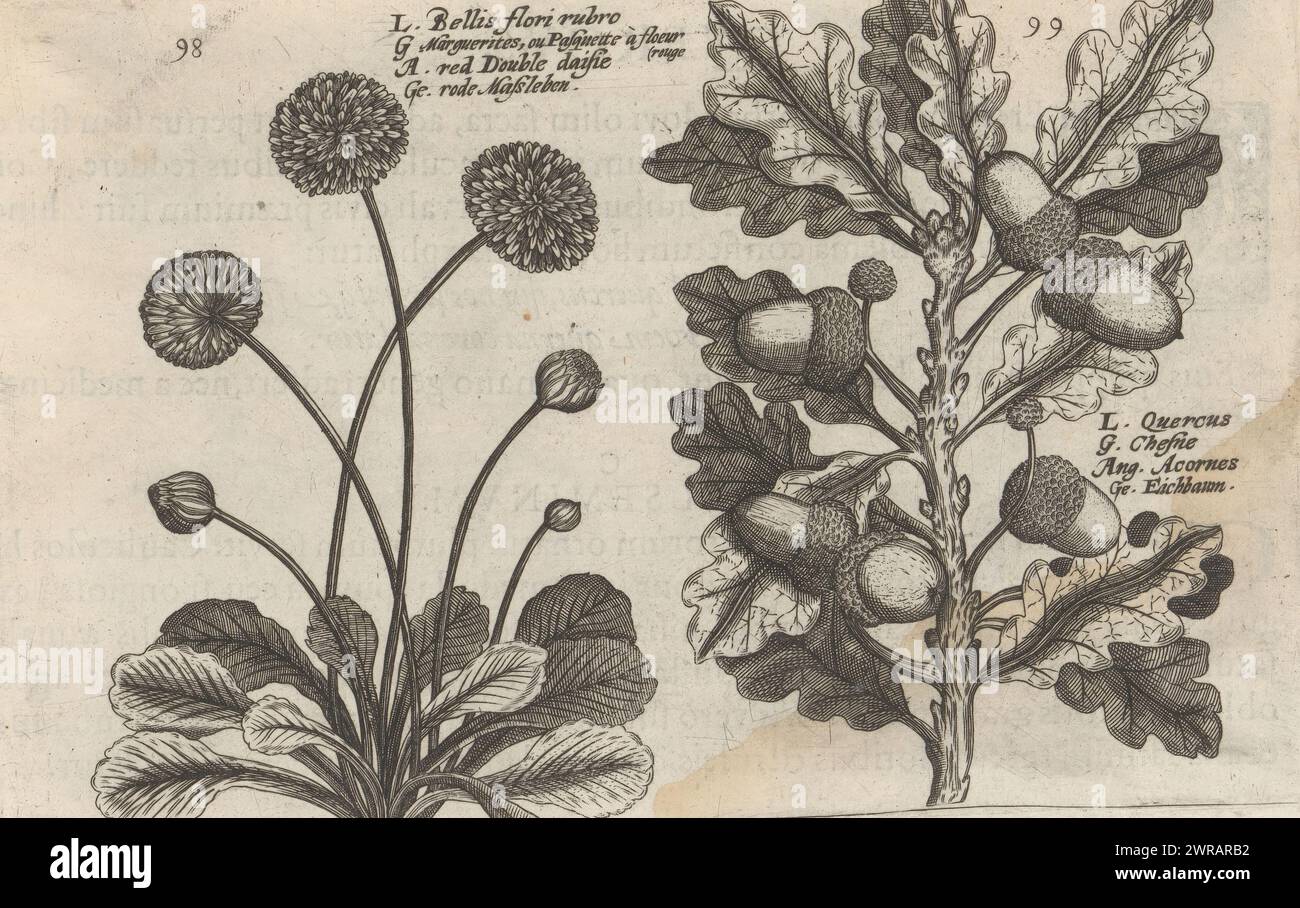 Ou pasquette a floeur rouge hi-res stock photography and images - Alamy