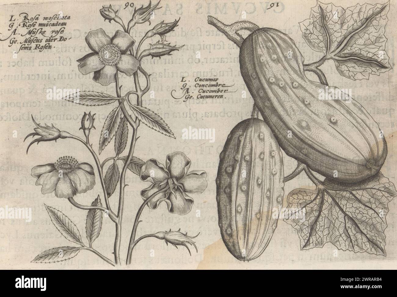 Muscus oder hi-res stock photography and images - Alamy