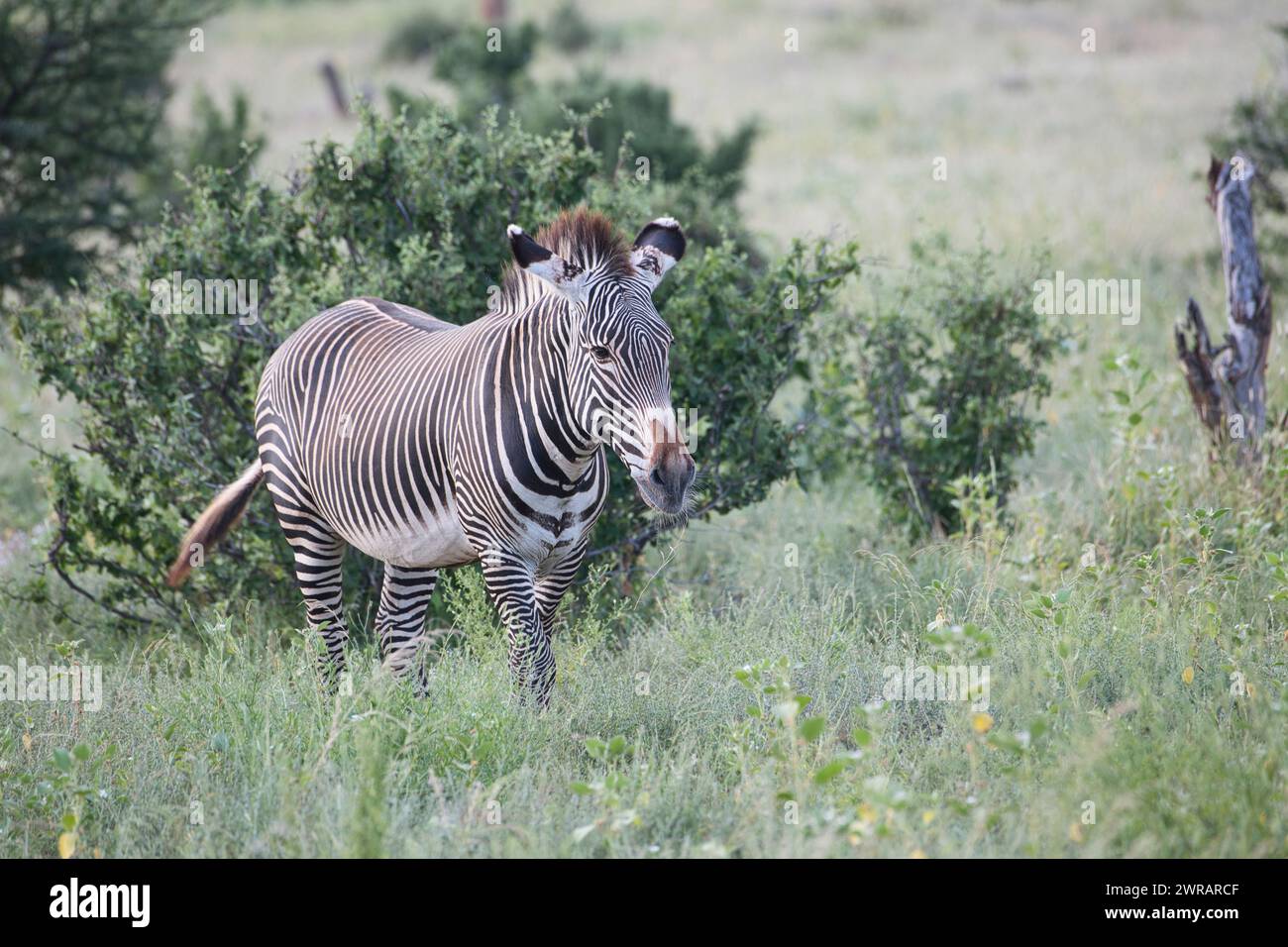 Male zebra not street not fish hi-res stock photography and images - Alamy