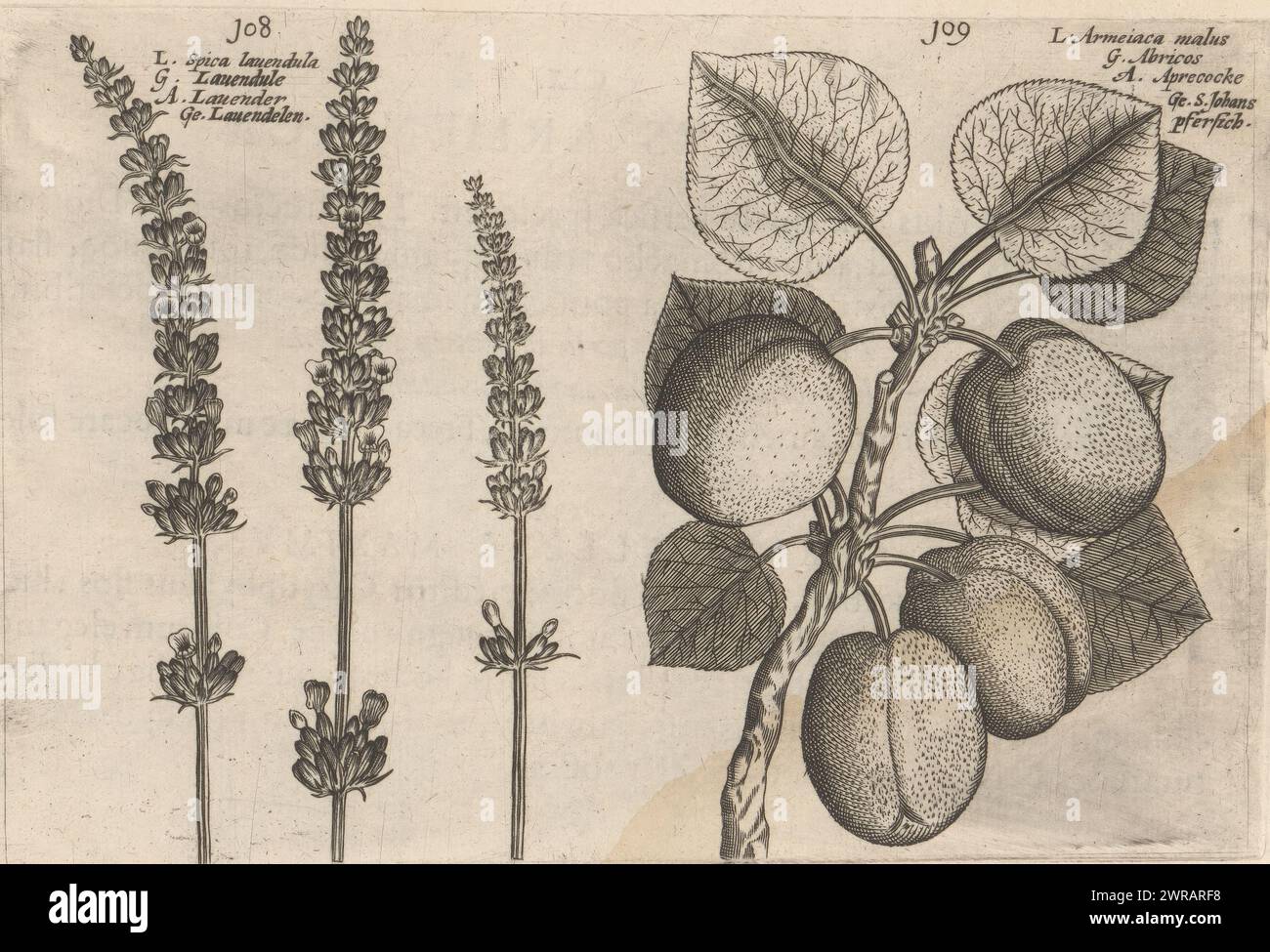 Spica lavendula hi-res stock photography and images - Alamy