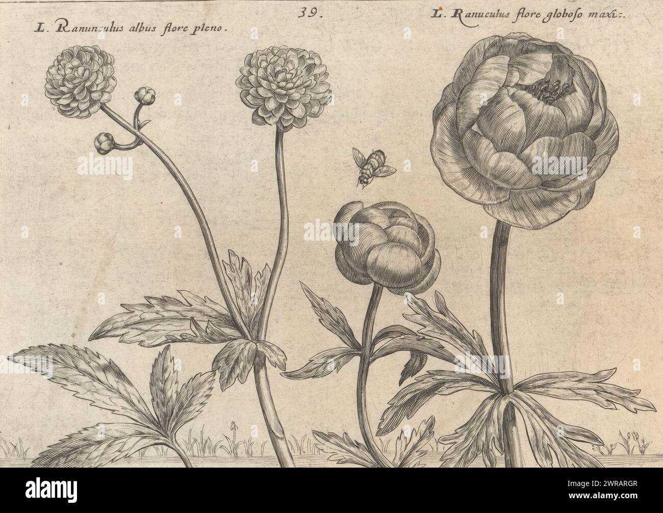 Ranunculus flore globoso maxi hi-res stock photography and images - Alamy