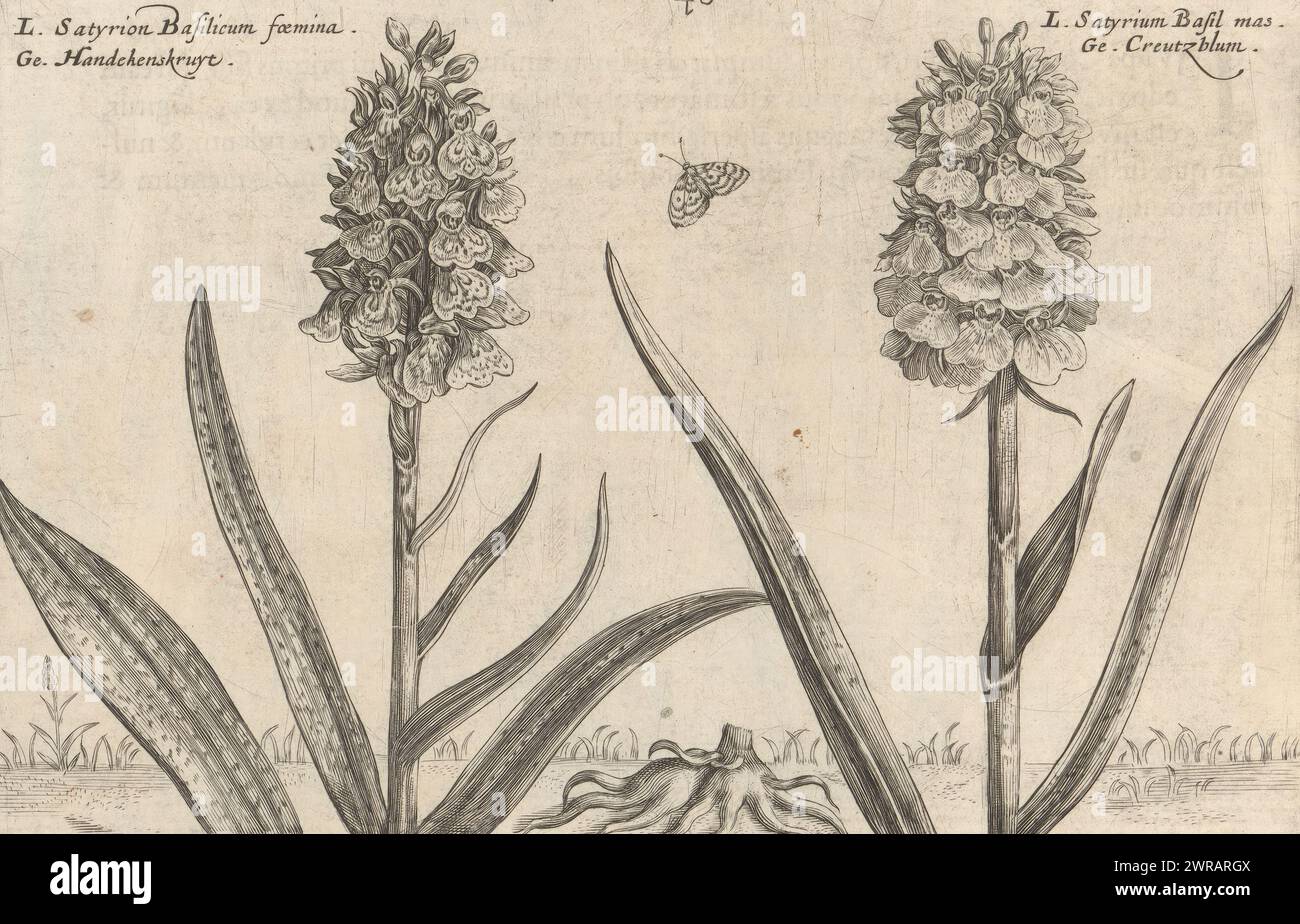 Satyrion male hi-res stock photography and images - Alamy