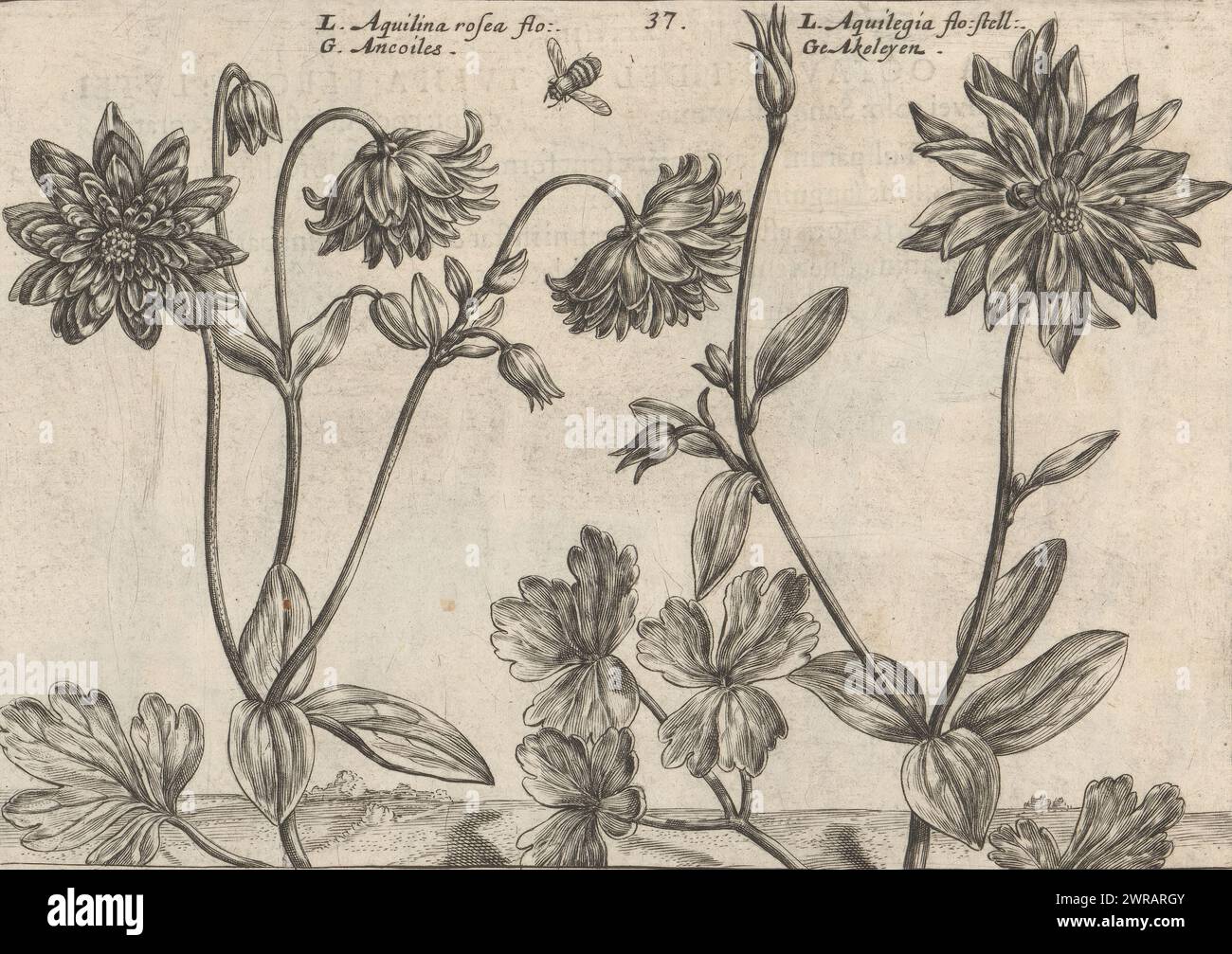 Two species of columbine, Aquilina rosea flo. / Ancoiles (title on ...