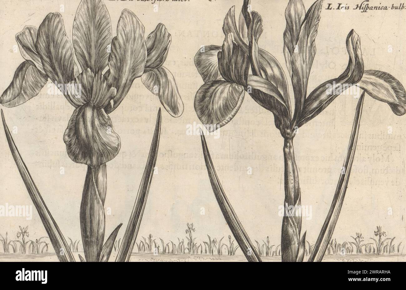 Two types of irises hi-res stock photography and images - Alamy