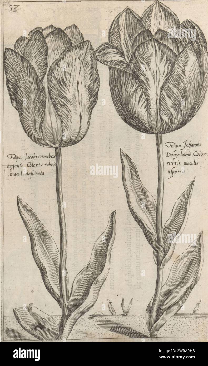 Luteii hi-res stock photography and images - Alamy