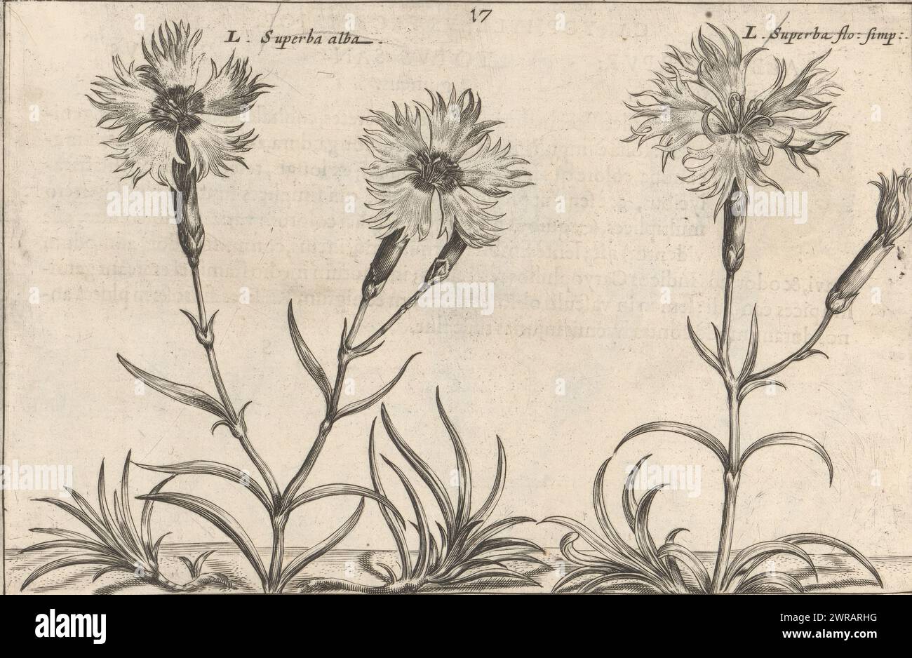 Inscriptions superba hi-res stock photography and images - Alamy