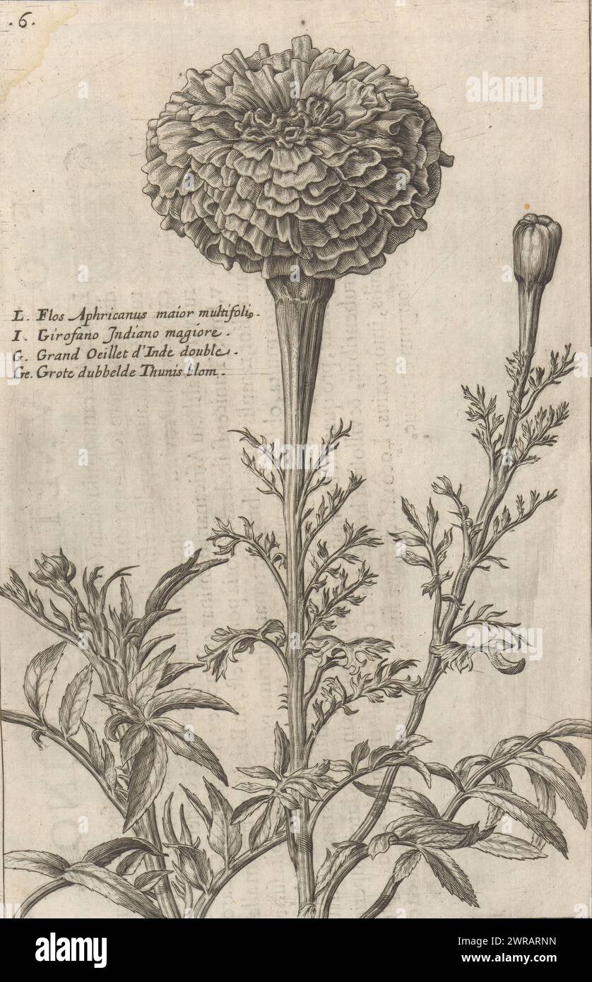 Groote dubbelde thunis blom hi-res stock photography and images - Alamy