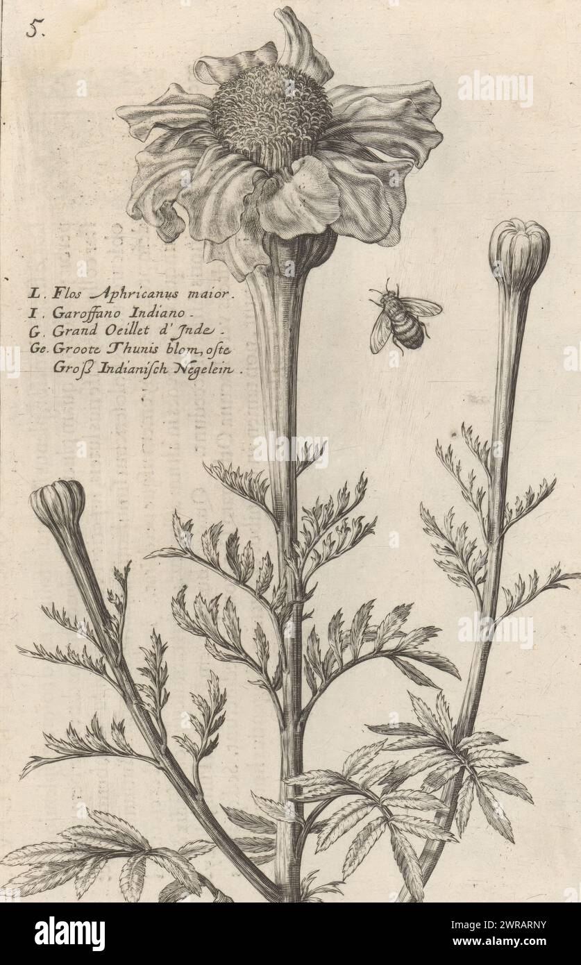 Garoffano indiano hi-res stock photography and images - Alamy