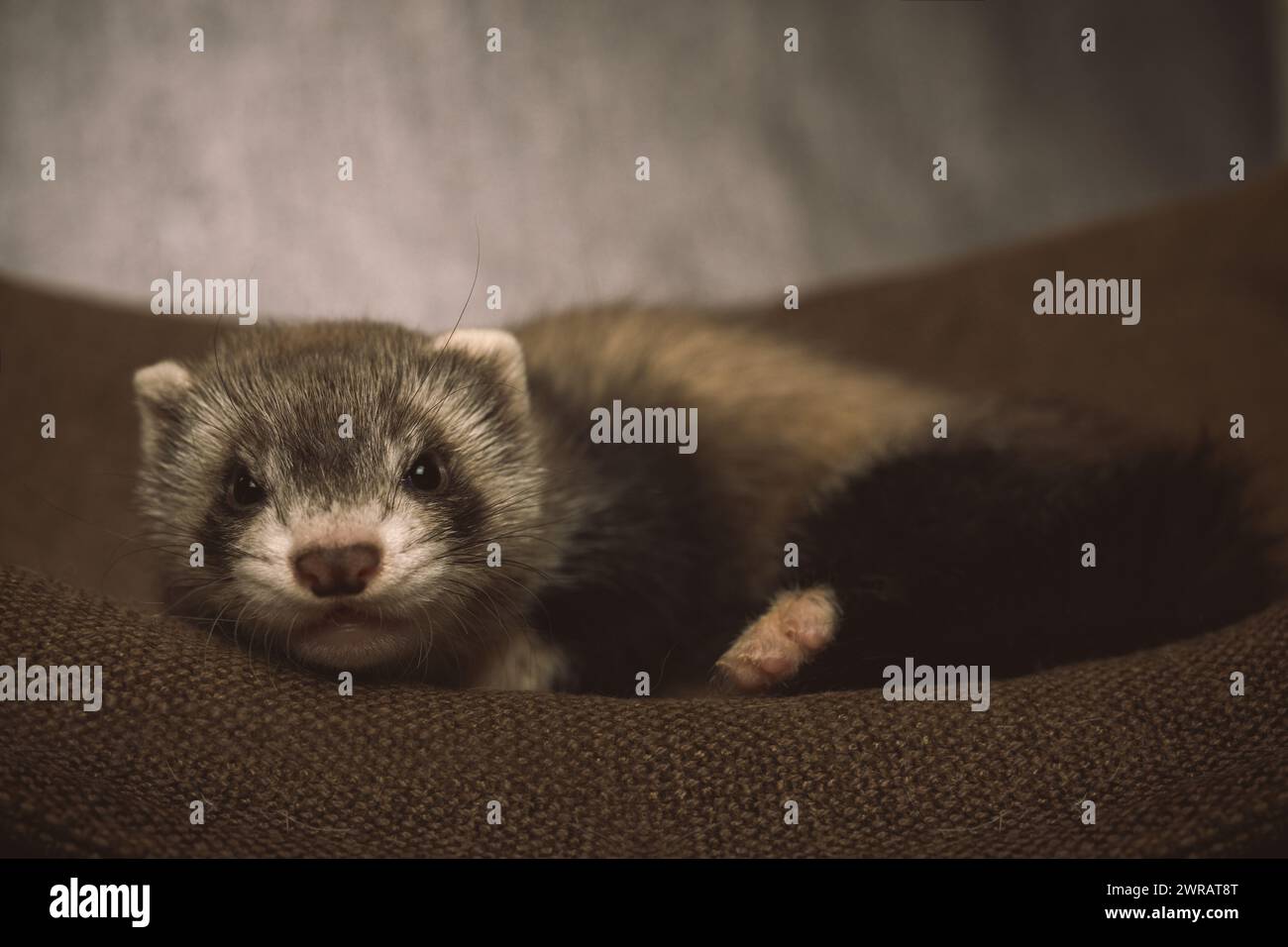 Six weeks old ferret baby posing for portrait in studio Stock Photo - Alamy
